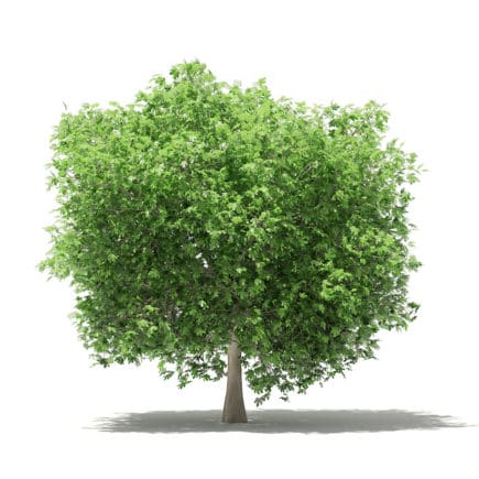 Common Fig Tree 3D Model 3.3m