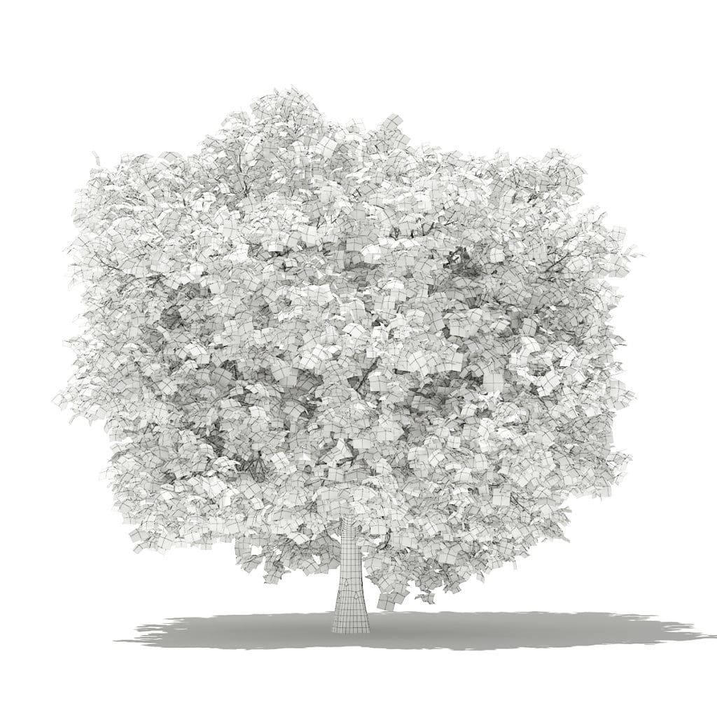 Common Fig Tree 3D Model 3.3m