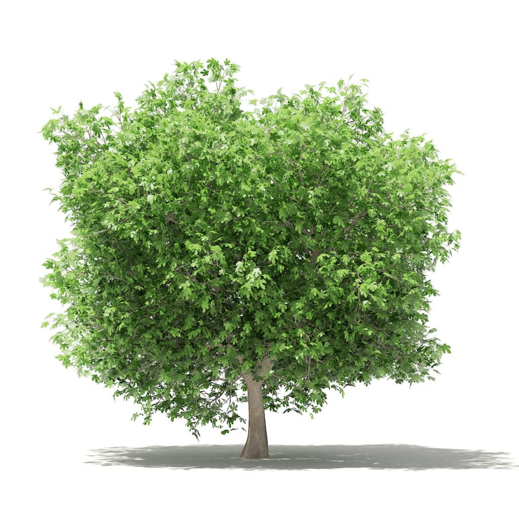 Common Fig Tree 3D Model 3.3m