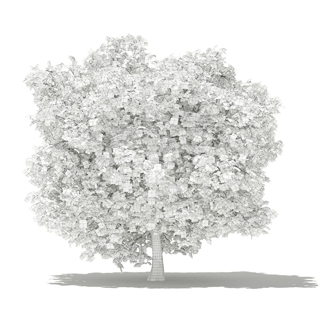 Common Fig Tree 3D Model 3.3m