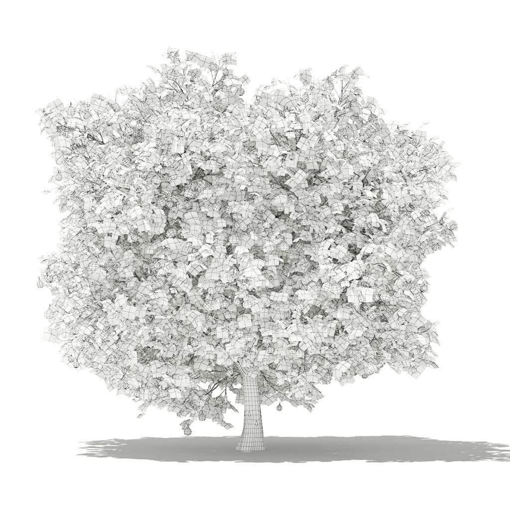 Common Fig Tree with Fruits 3D Model 3.3m