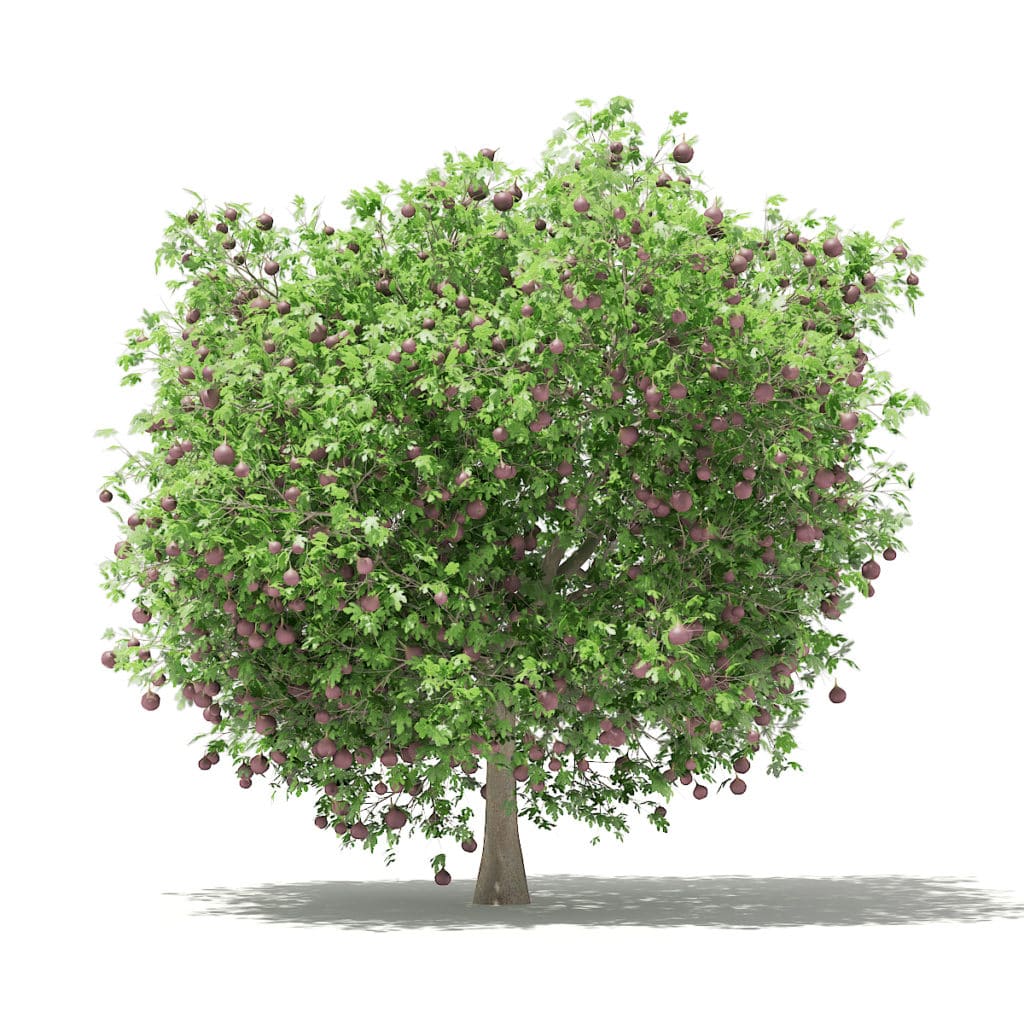 Common Fig Tree with Fruits 3D Model 3.3m