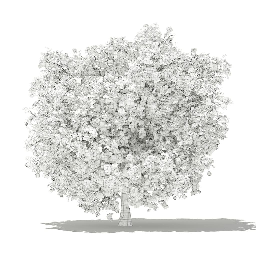 Common Fig Tree with Fruits 3D Model 3.3m