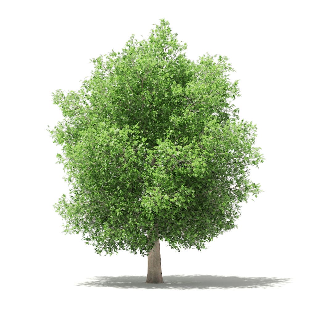 Common Fig Tree 3D Model 6.6m
