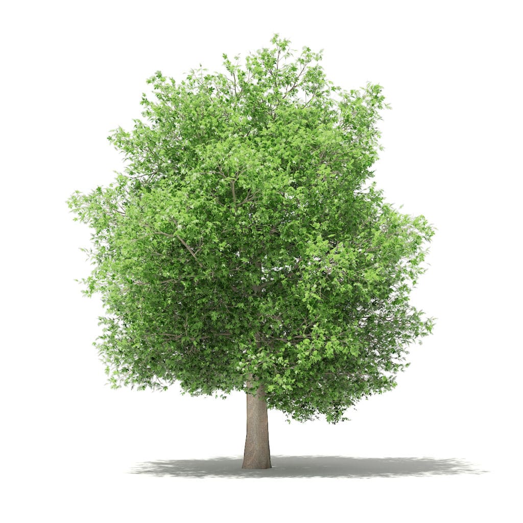 Common Fig Tree 3D Model 6.6m