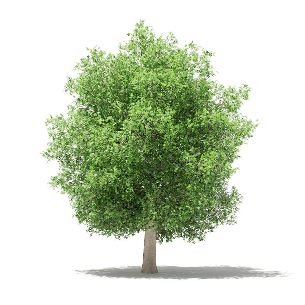Common Fig Tree 3D Model 6.6m