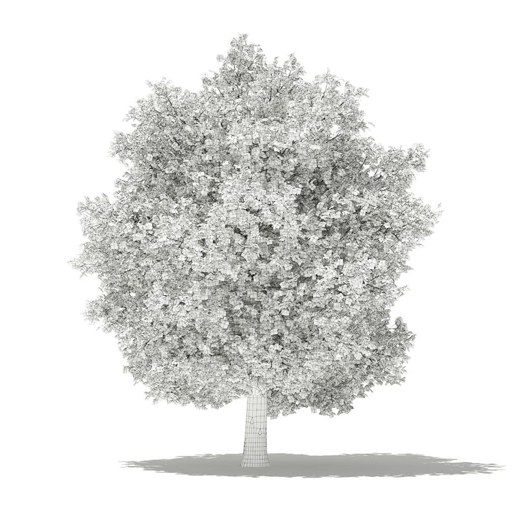 Common Fig Tree 3D Model 6.6m