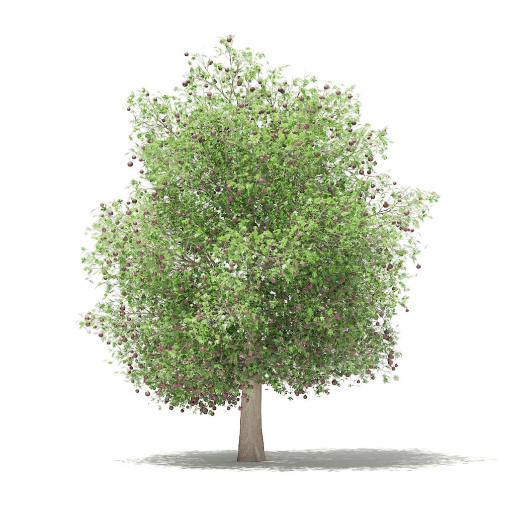 Common Fig Tree with Fruits 3D Model 6.6m