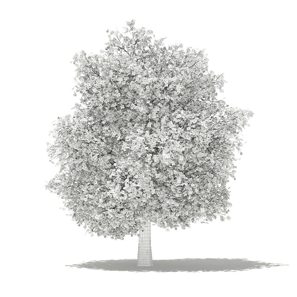 Common Fig Tree with Fruits 3D Model 6.6m