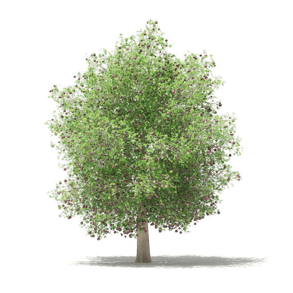 Common Fig Tree with Fruits 3D Model 6.6m