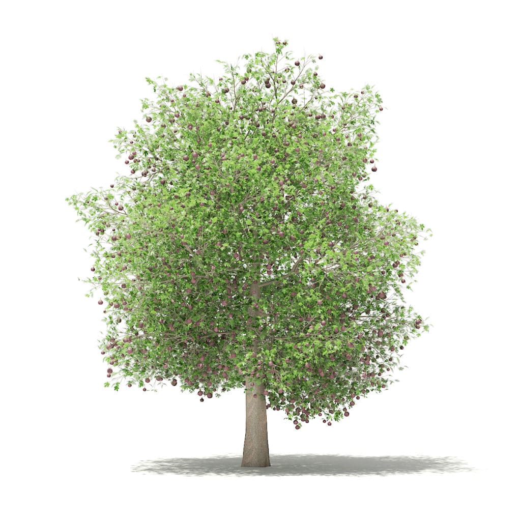 Common Fig Tree with Fruits 3D Model 6.6m