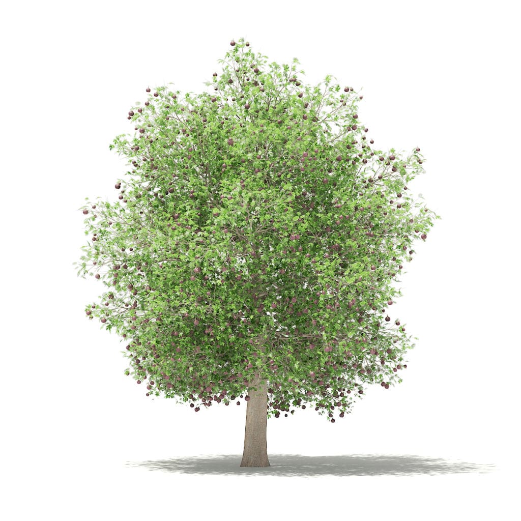 Common Fig Tree with Fruits 3D Model 6.6m