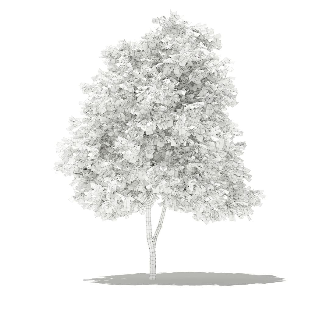 Grapefruit Tree 3D Model 2.7m