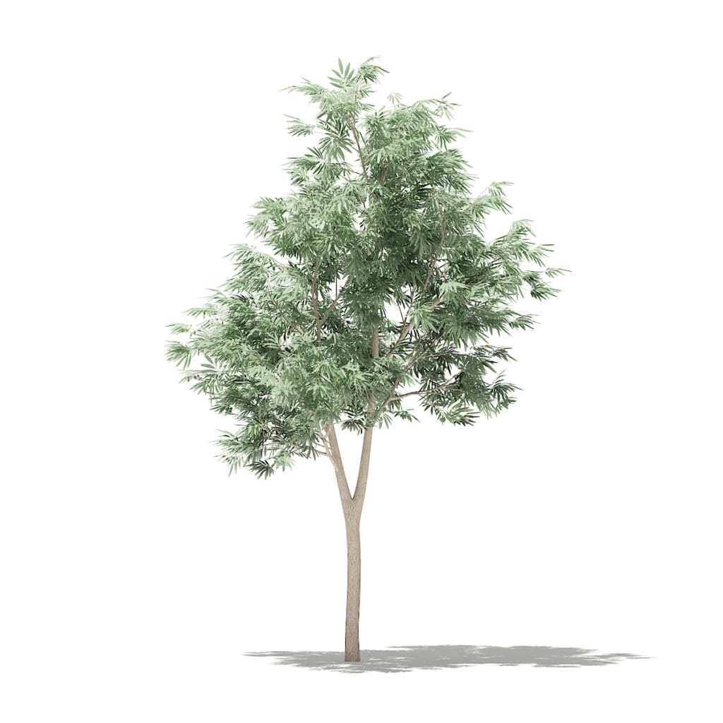 Olive Tree 3D Model 1.8m