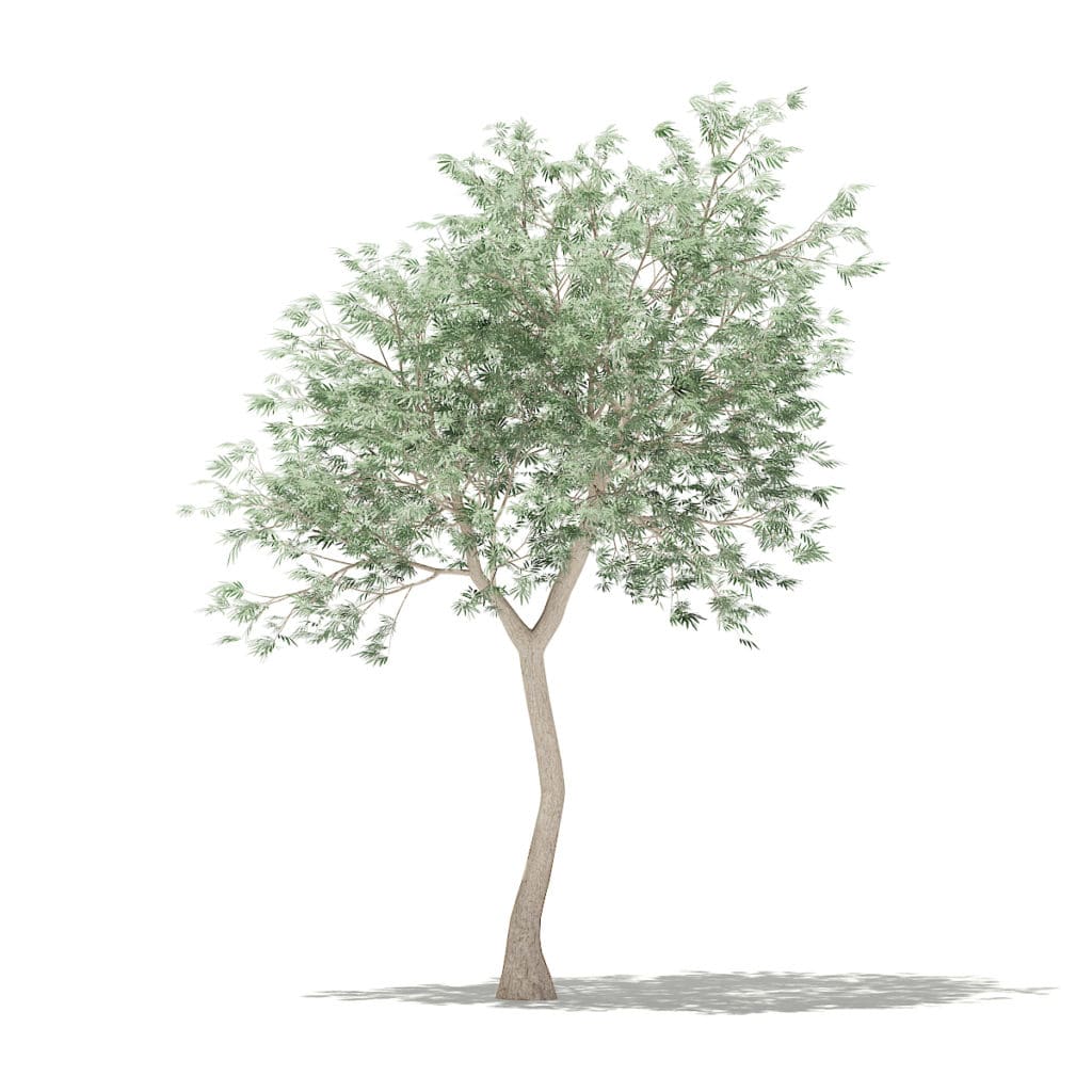 Olive Tree 3D Model 3m
