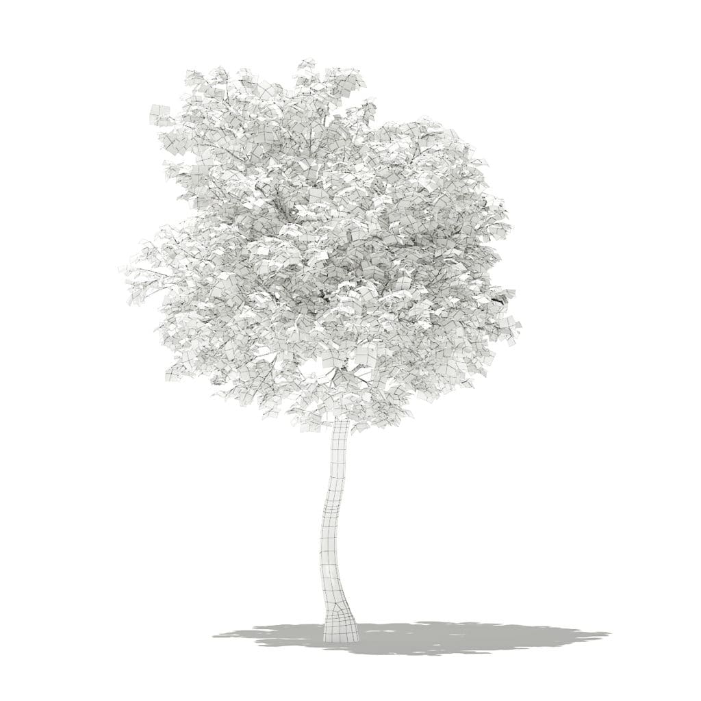 Olive Tree 3D Model 3m