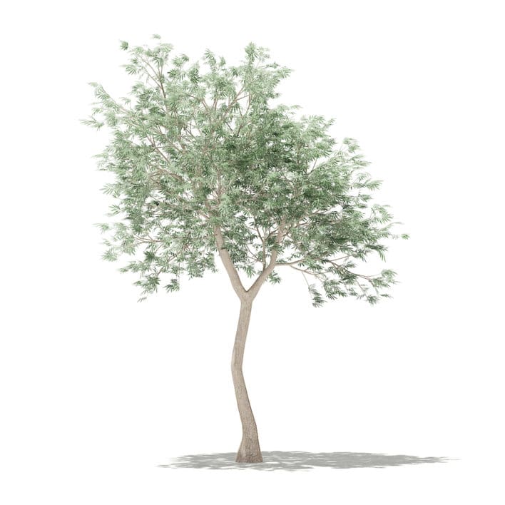 Olive Tree 3D Model 3m