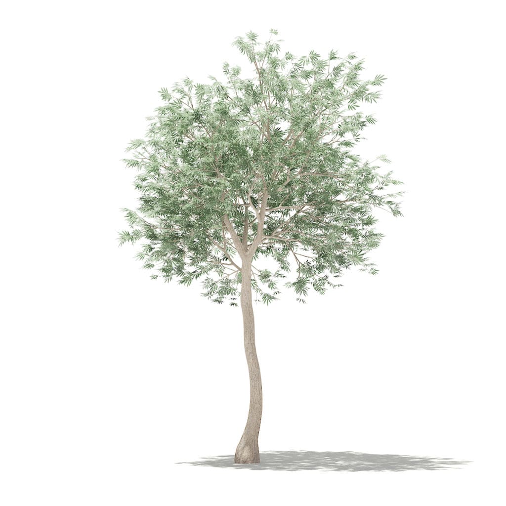 Olive Tree 3D Model 3m