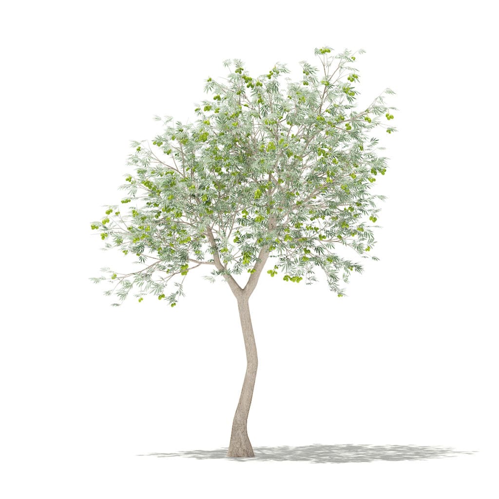 Olive Tree with Fruits 3D Model 3m