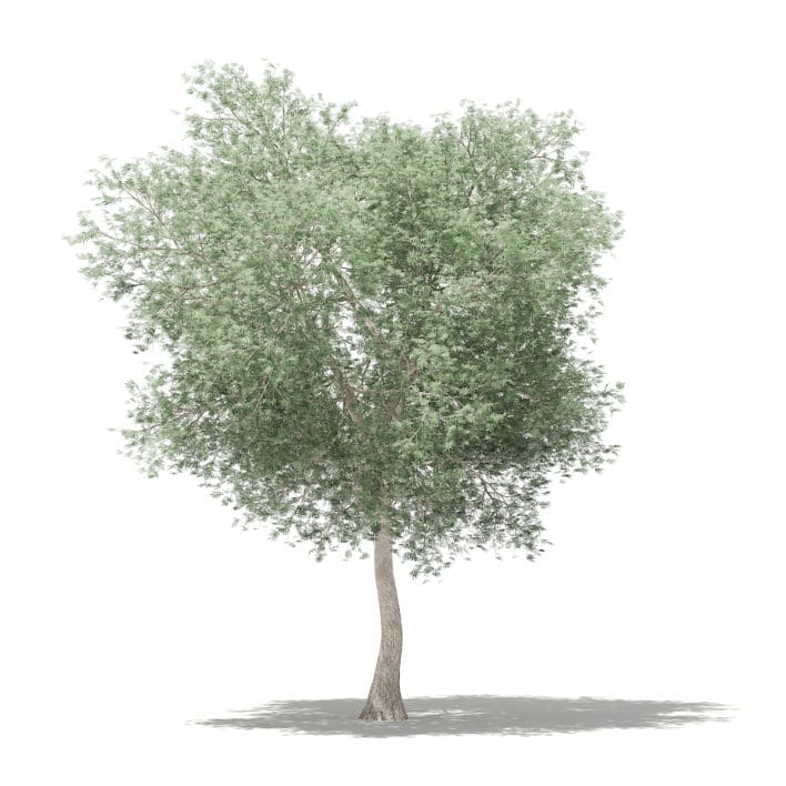 Olive Tree 3D Model 3m