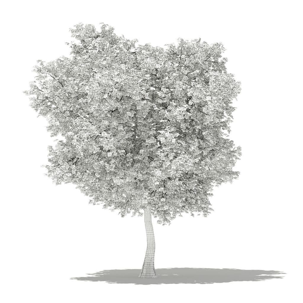 Olive Tree 3D Model 3m