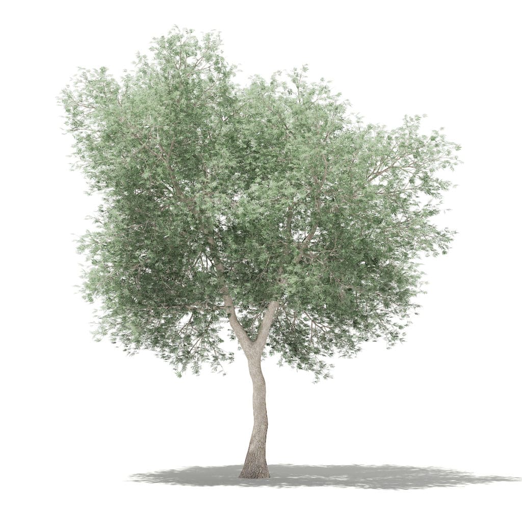 Olive Tree 3D Model 3m