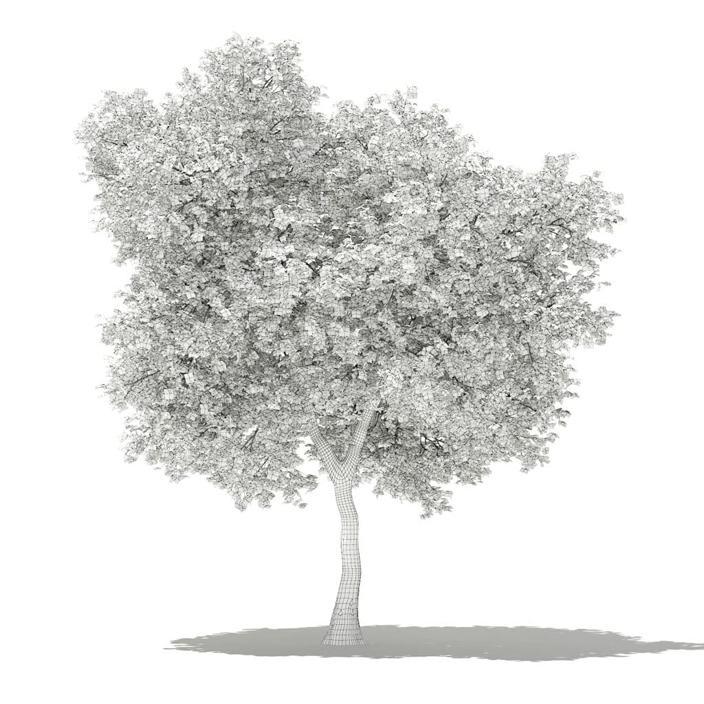 Olive Tree 3D Model 3m