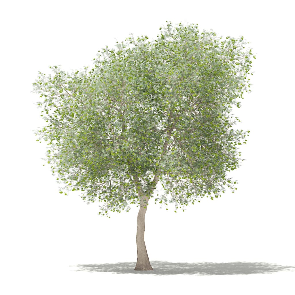 Olive Tree with Fruits 3D Model 6m