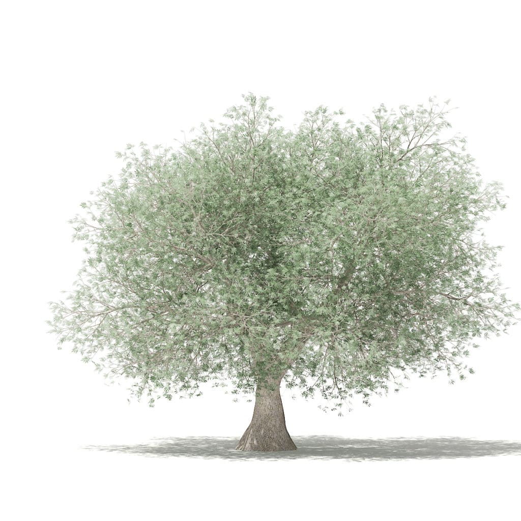 Olive Tree 3D Model 4.6m