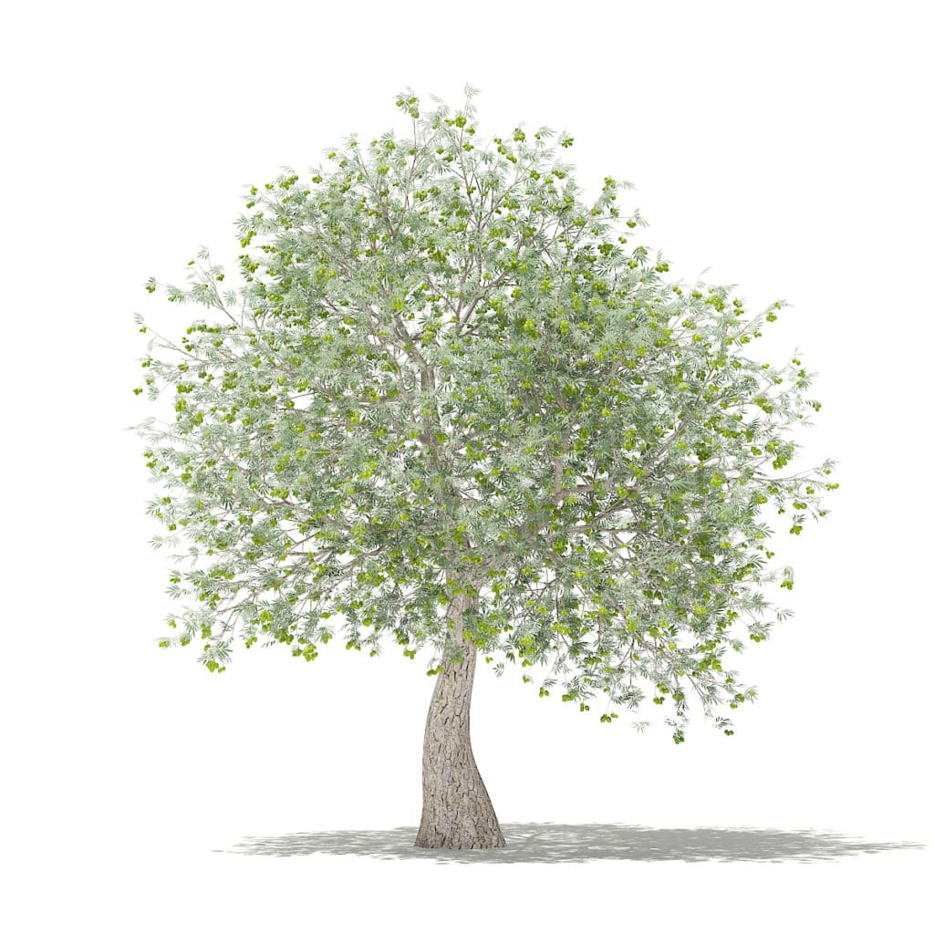 Olive Tree with Fruits 3D Model 3.9m