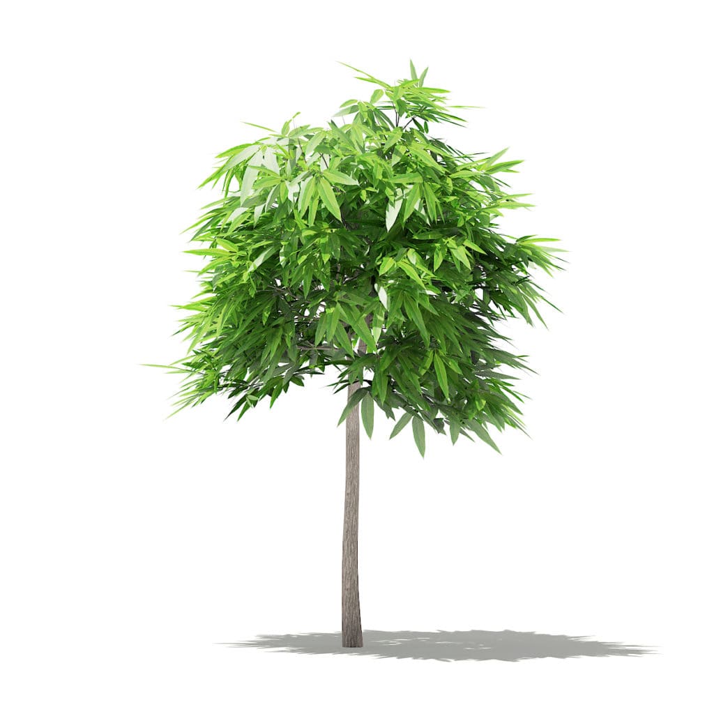 Mango Tree 3D Model 1.7m