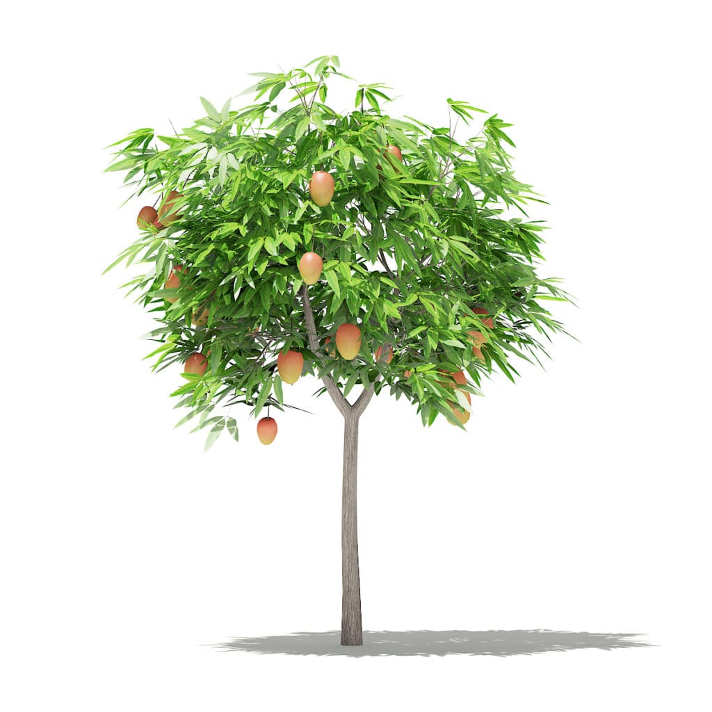 Mango Tree with Fruits 3D Model 1.7m