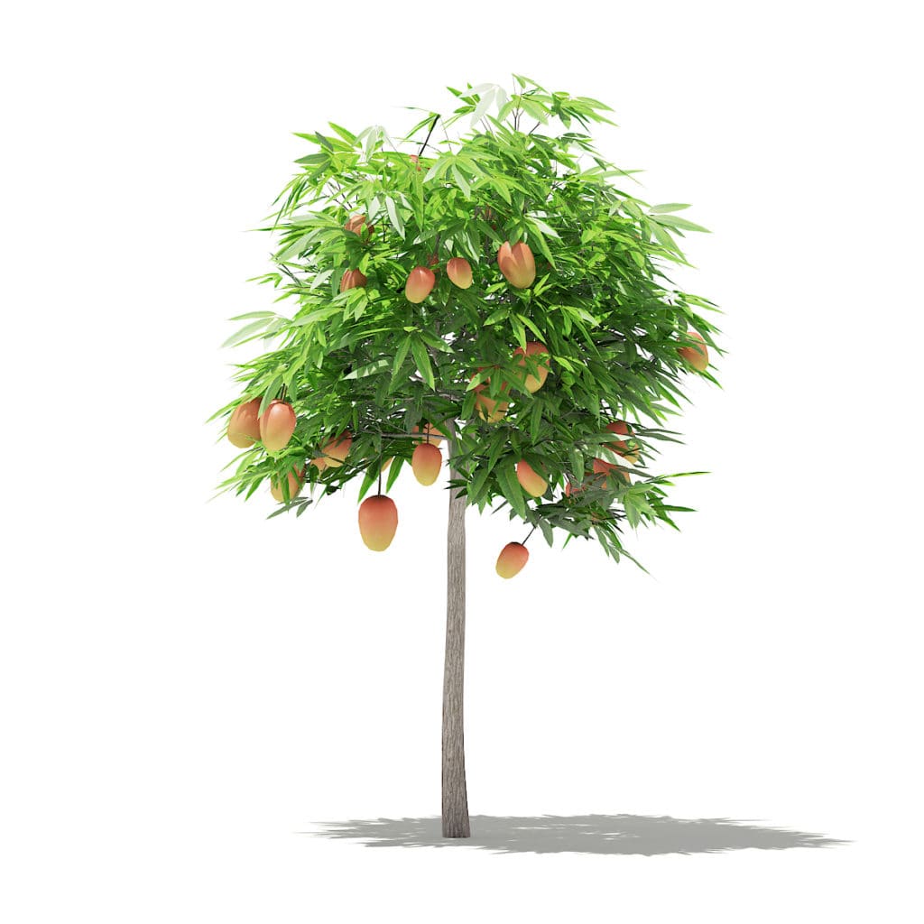 Mango Tree with Fruits 3D Model 1.7m