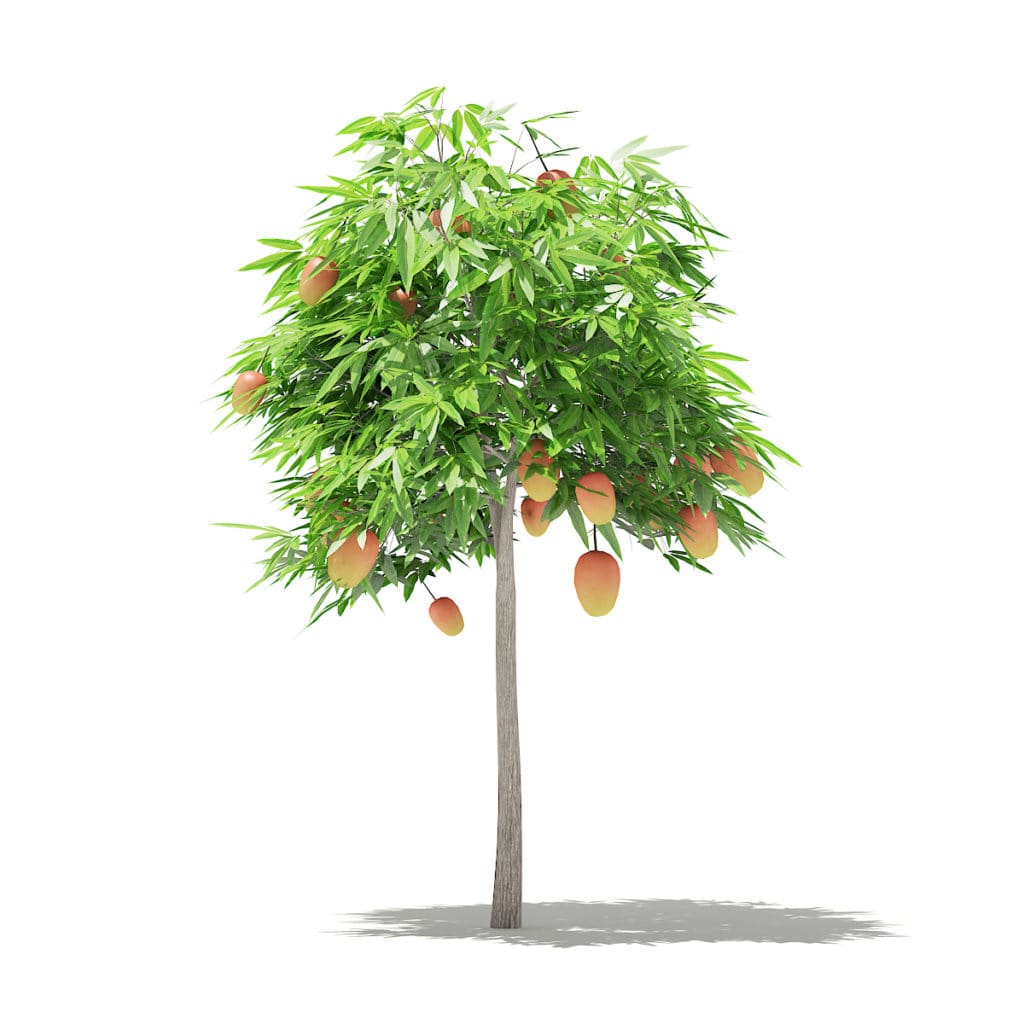 Mango Tree with Fruits 3D Model 1.7m