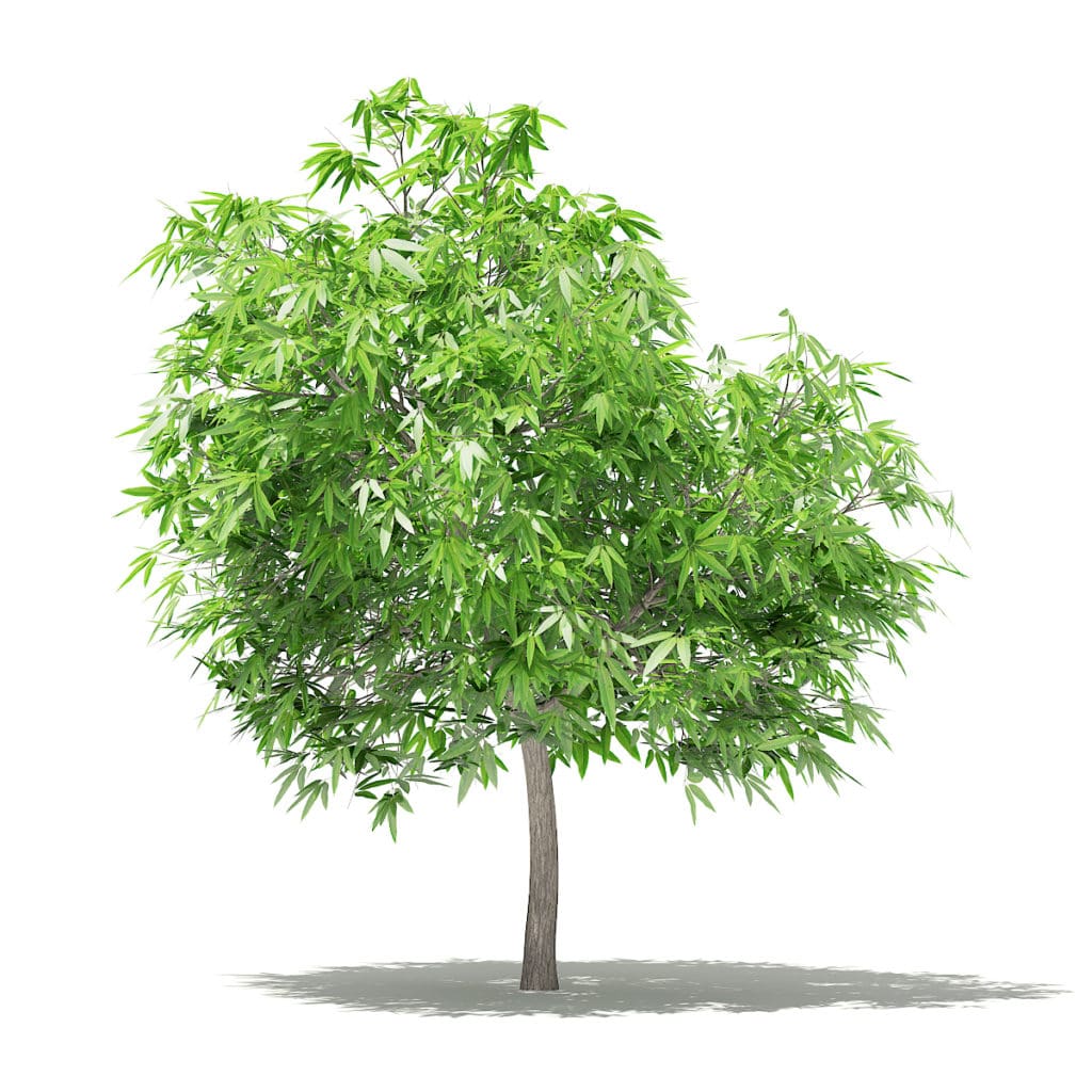 Mango Tree 3D Model 2.6m