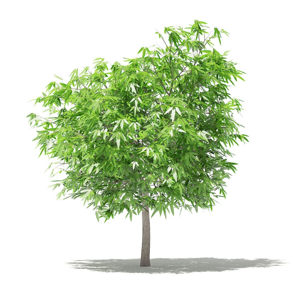Mango Tree 3D Model 2.6m