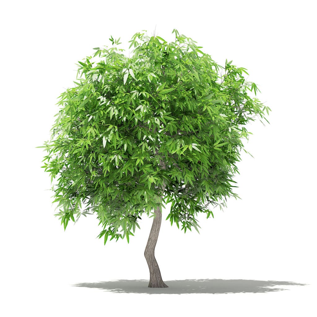 Mango Tree 3D Model 2.7m