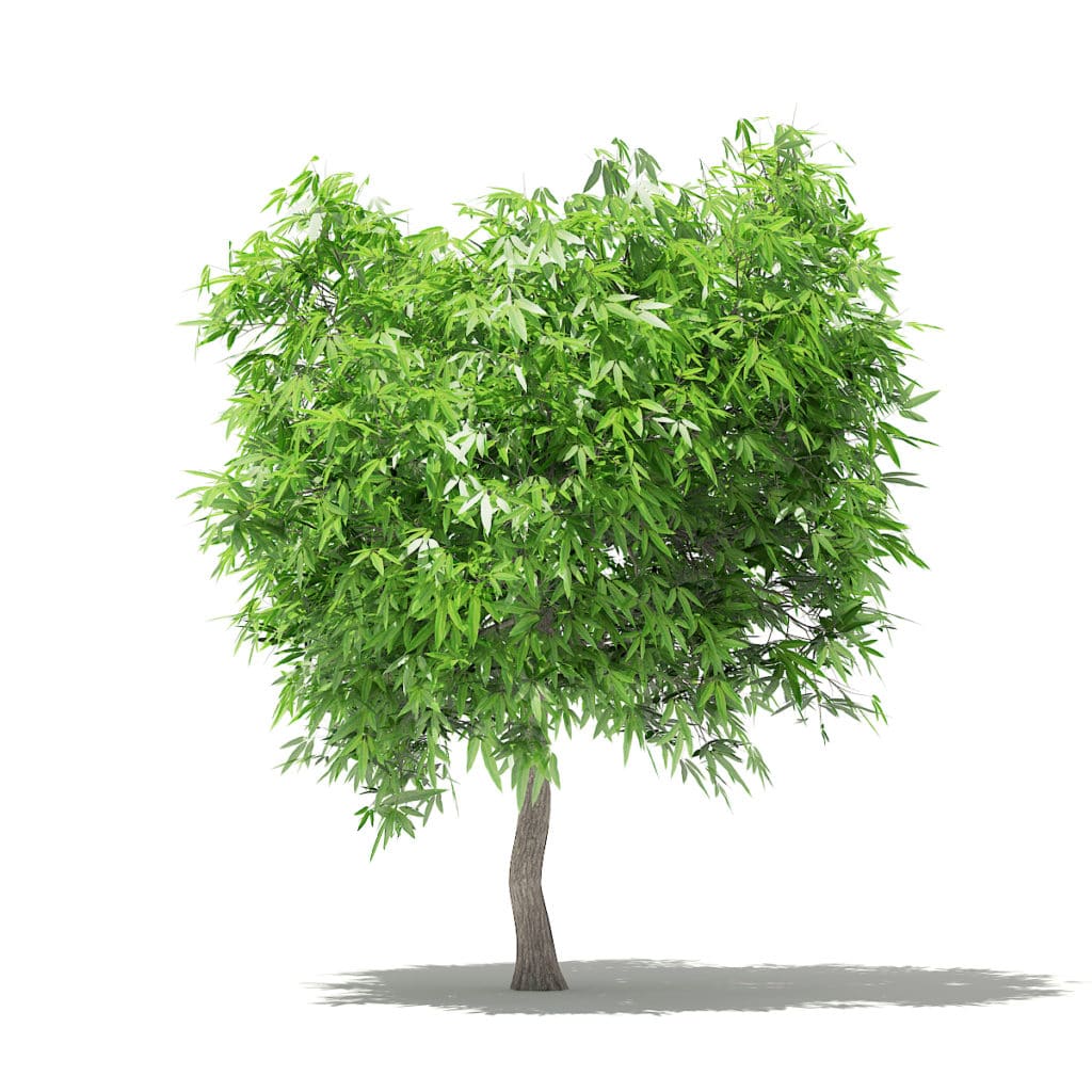 Mango Tree 3D Model 2.7m