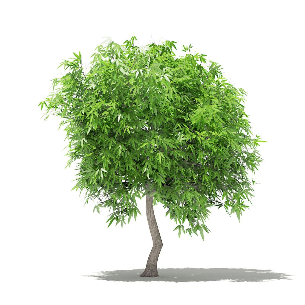 Mango Tree 3D Model 2.7m