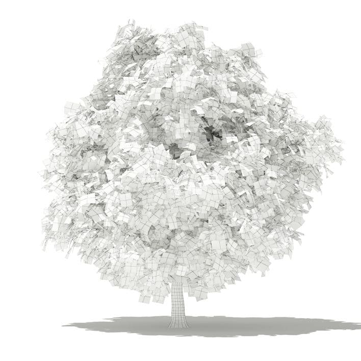 Mango Tree 3D Model 4m