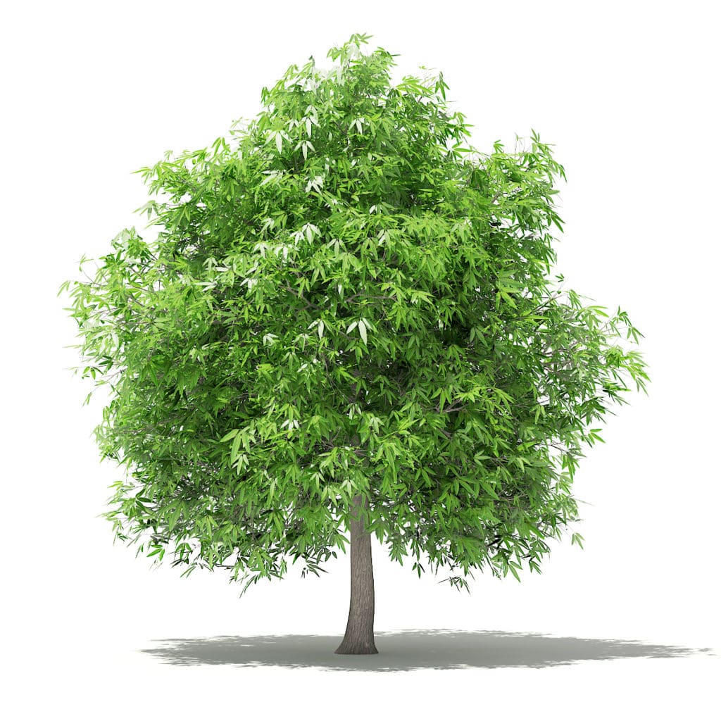 Mango Tree 3D Model 4m