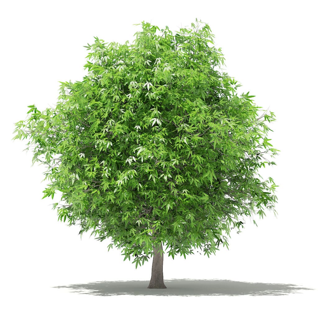 Mango Tree 3D Model 4m