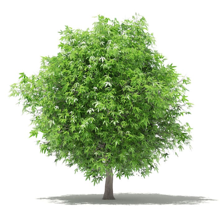 Mango Tree 3D Model 4m