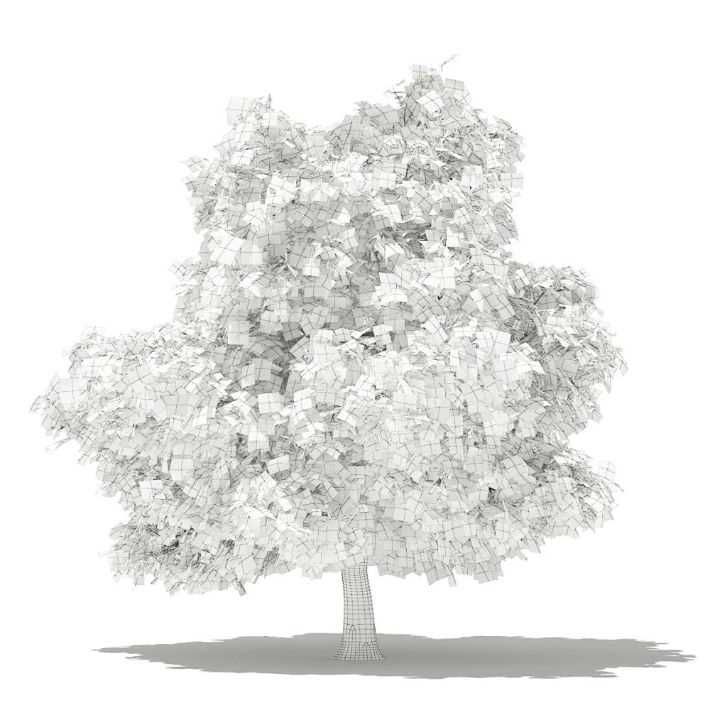 Mango Tree 3D Model 4.8m