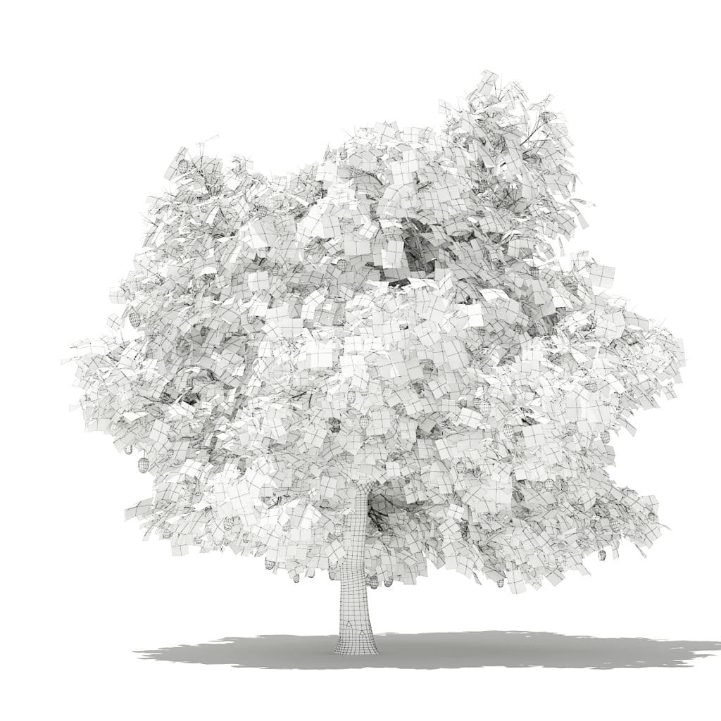 Mango Tree with Fruits 3D Model 4.8m