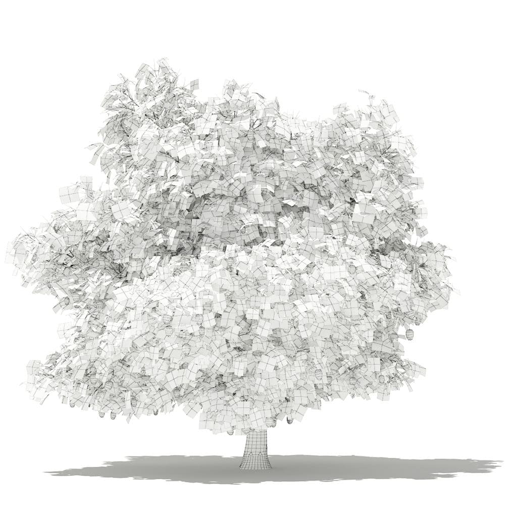 Mango Tree with Fruits 3D Model 4.8m