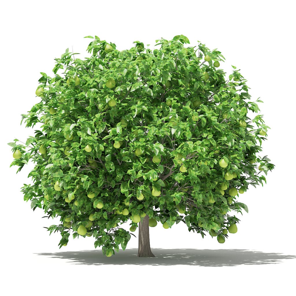 Pomelo Tree with Fruits 3D Model 2.8m