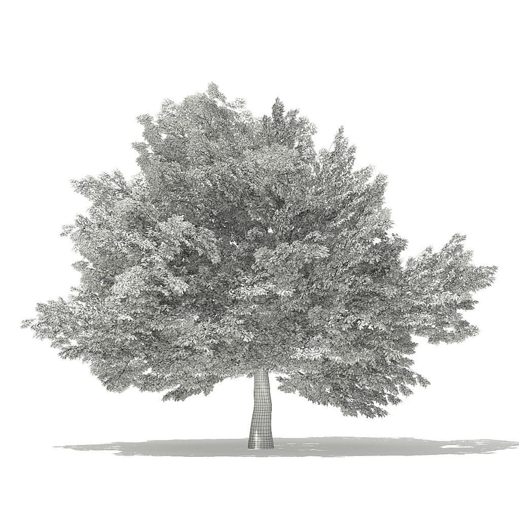 American Beech 3D Model 8.3m