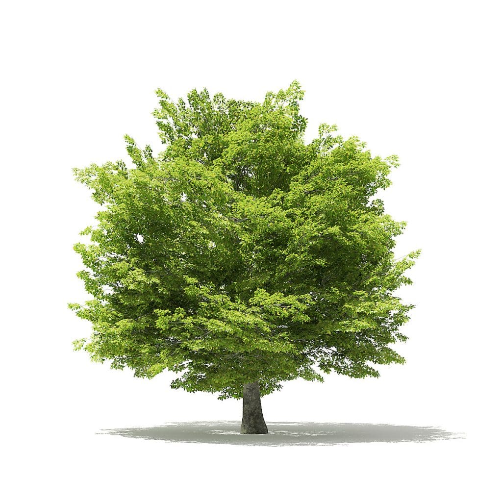 American Beech 3D Model 8.3m