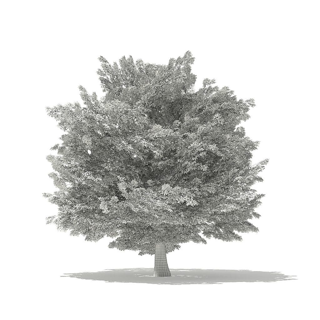 American Beech 3D Model 8.3m